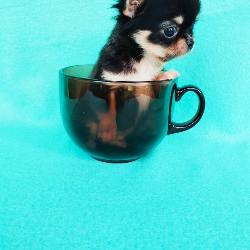 Эксклюзивный мини Покемон