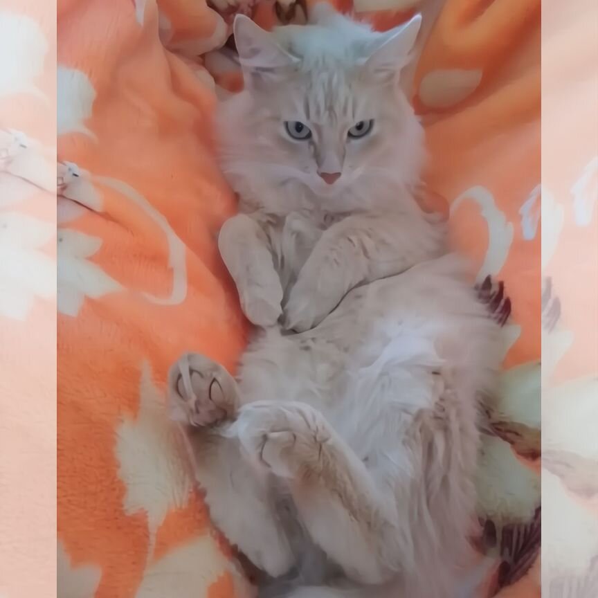 Взрослый кот в добрые руки