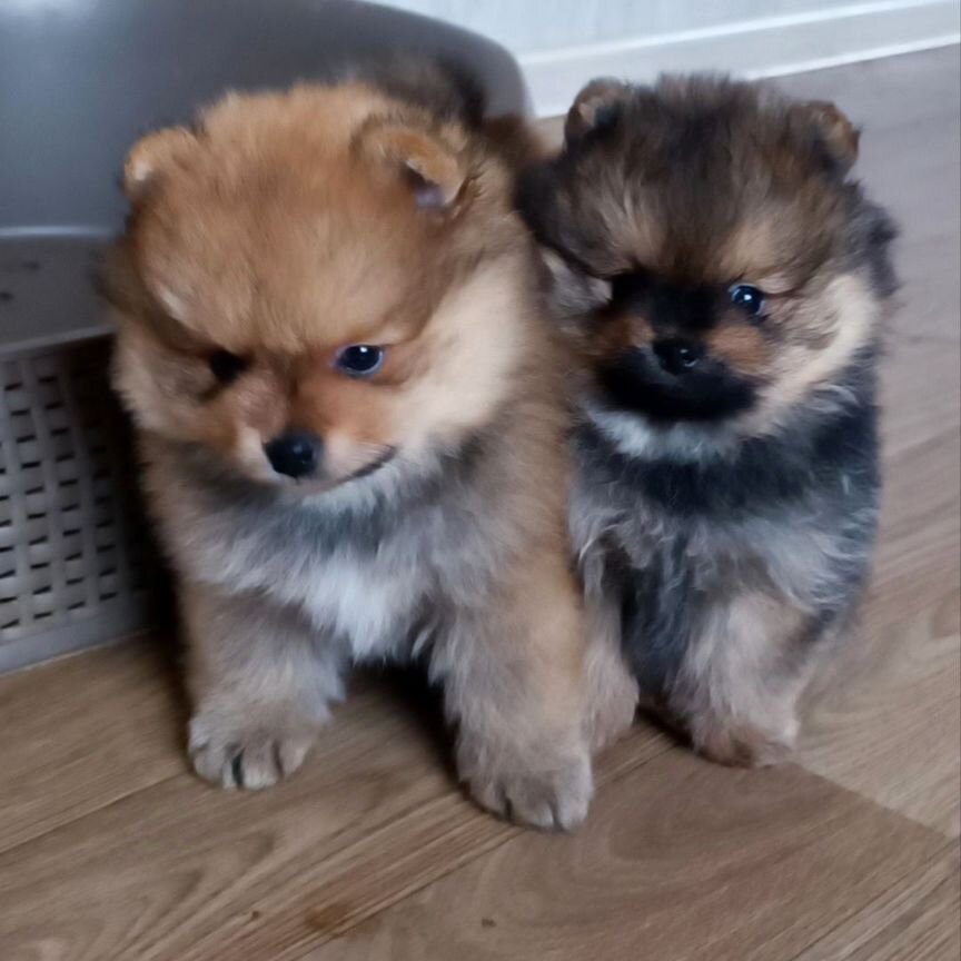 Померанский шпиц