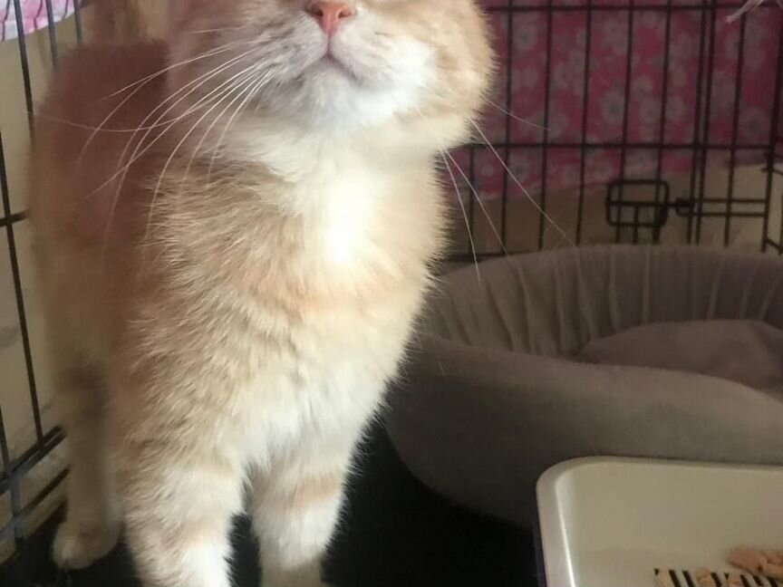 Коасавица Василиса