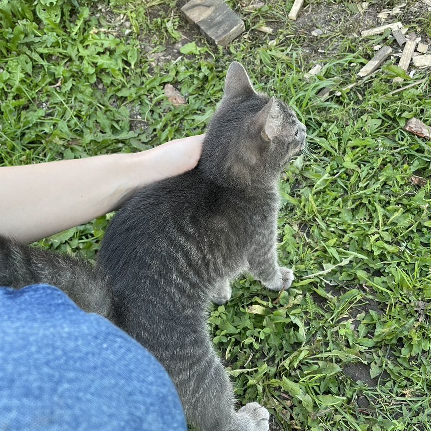 Прибилась кошечка