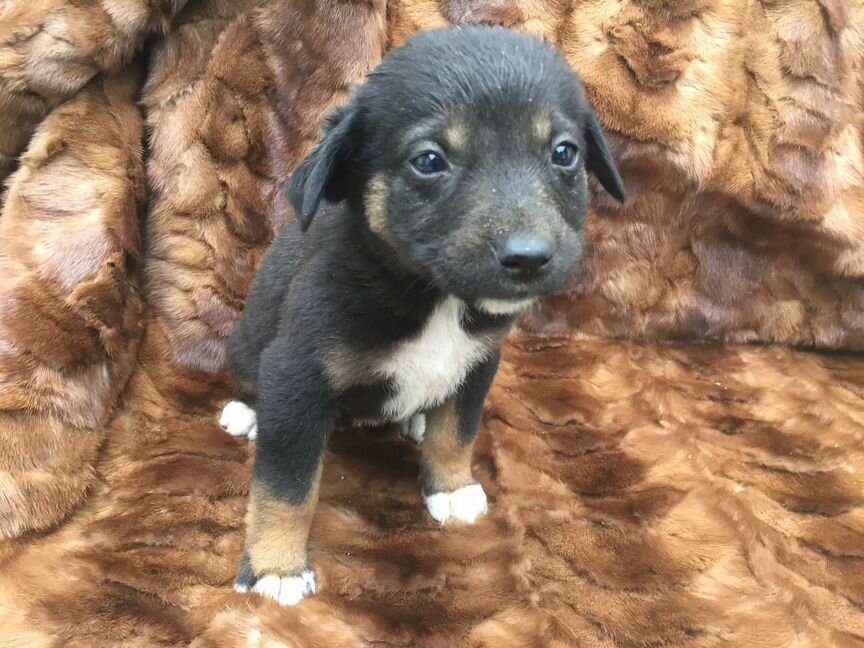 Бесплатно Щенки очень крупной собаки в добрый руки