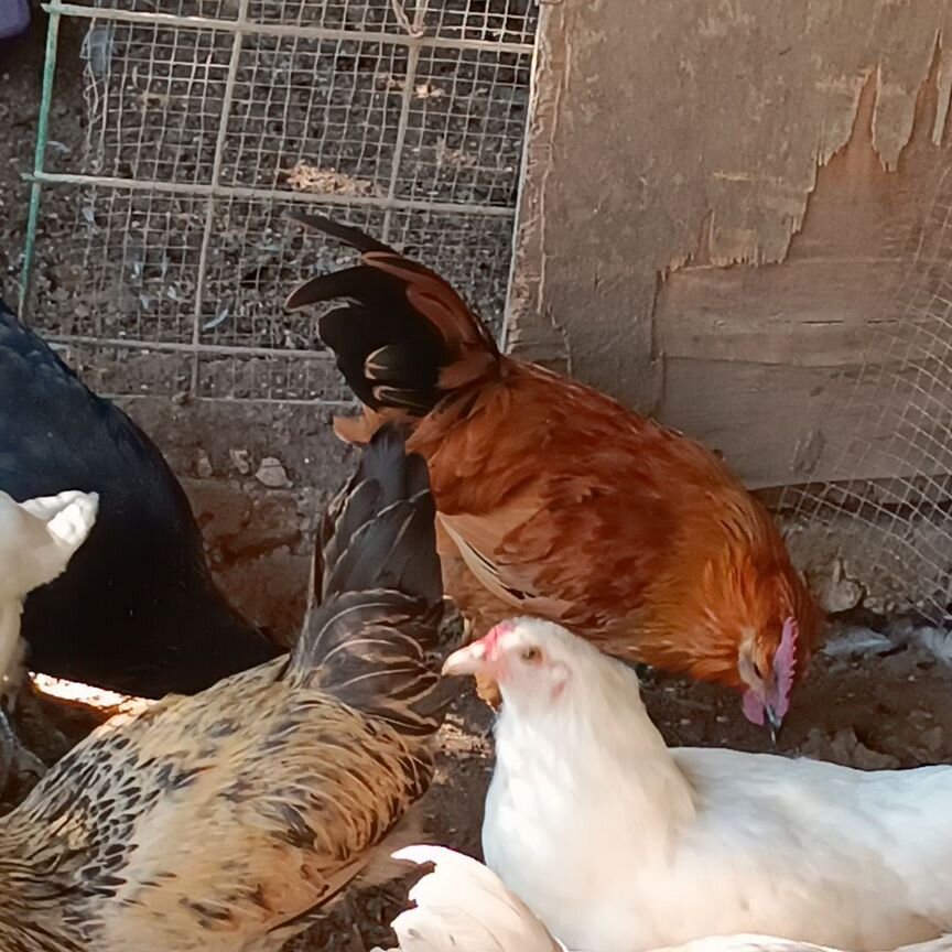 Молодые петушки