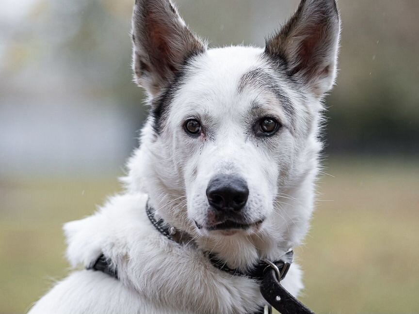 Собака в дар Рич в добрые руки бесплатно лайка