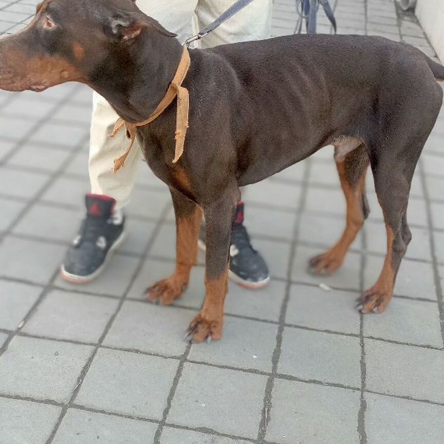 Собаки бесплатно в добрые руки