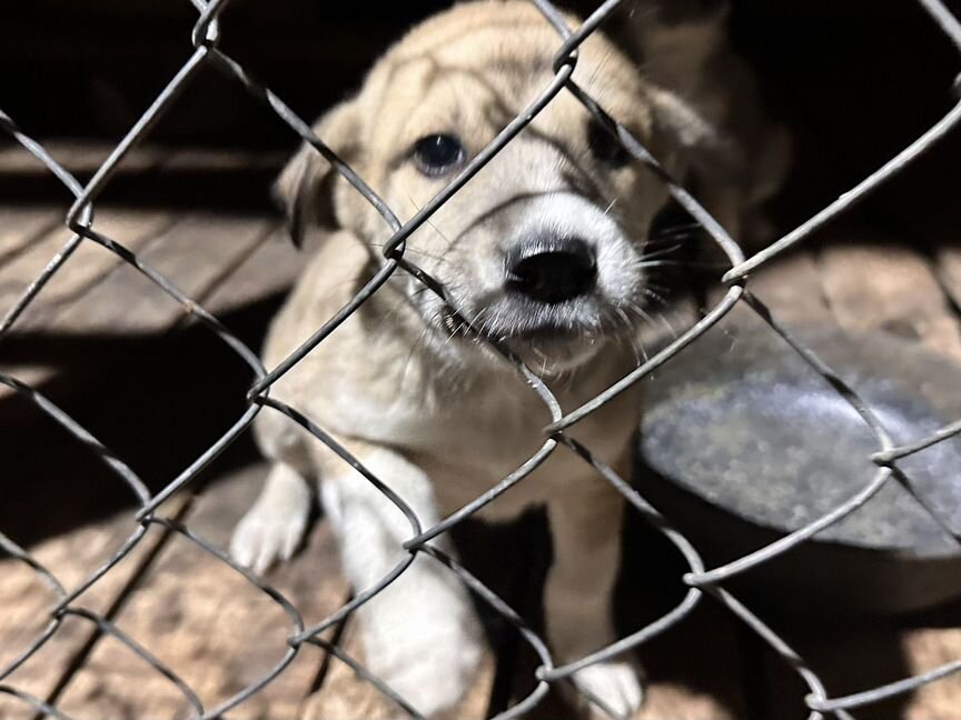 Собака в добрые руки отдам бесплатно