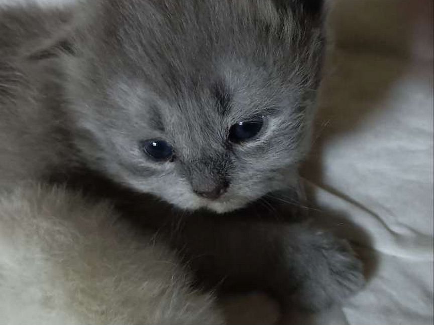 Британская кошка бесплатно