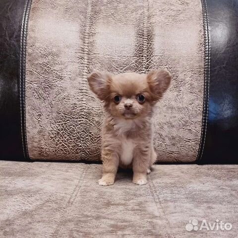 Чихуахуа мини девочка