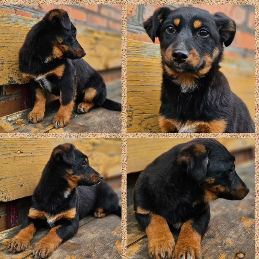 Щенок подросток мелкой породы