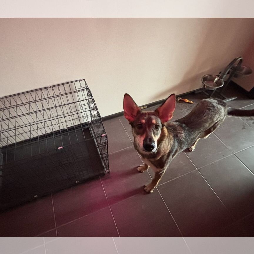 Клетка для собак средних пород