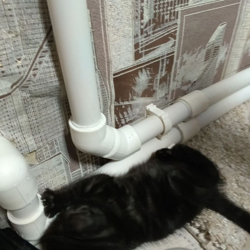 Котята, мама британка отец подлец, кушают все
