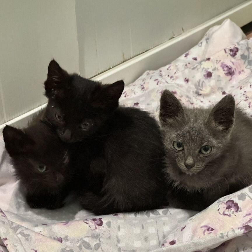 Котята в добрые руки