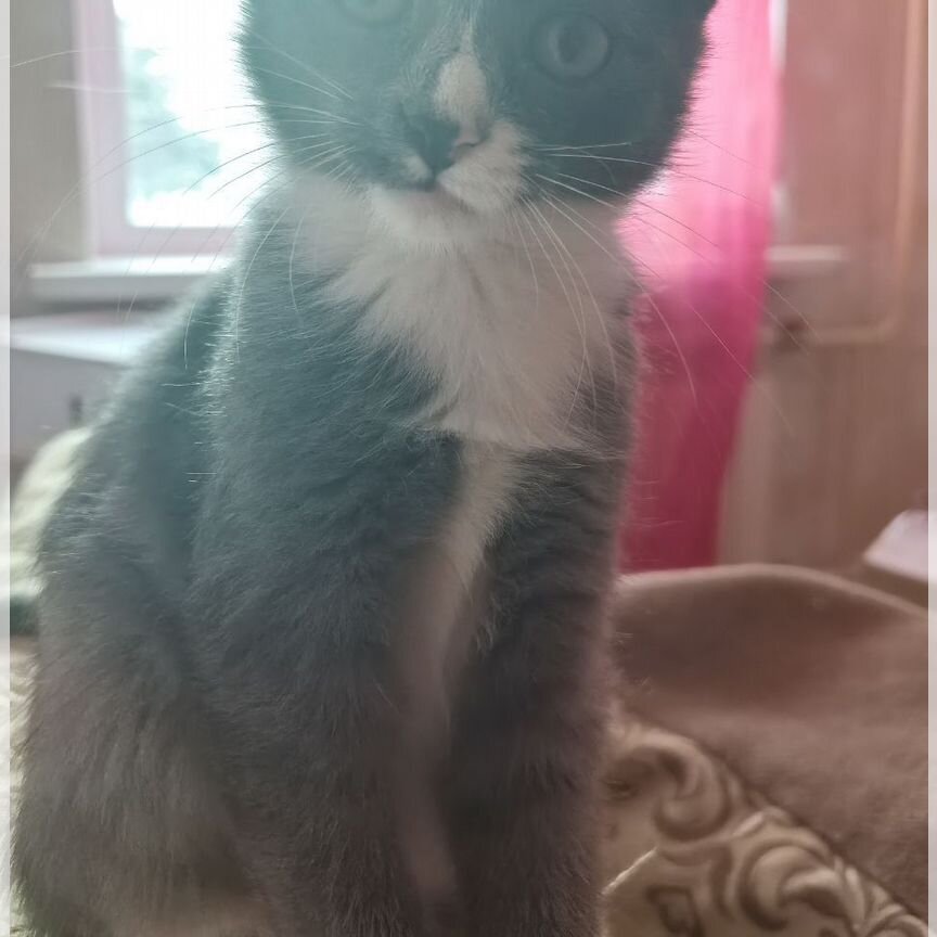 Котёнок от частного владельца