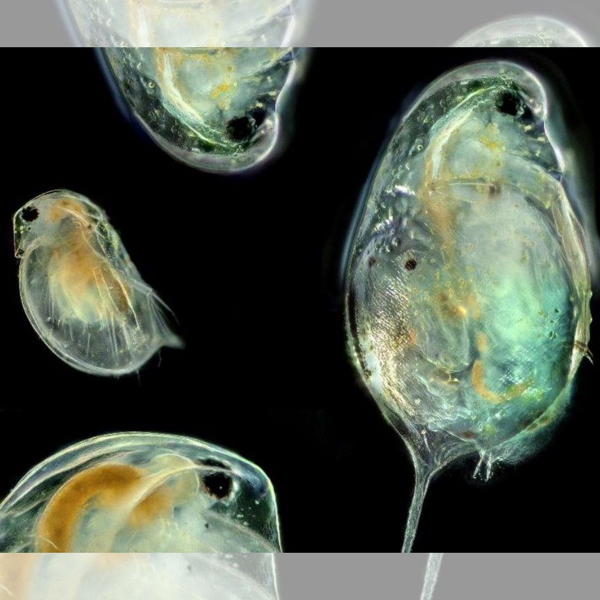 Живой вид Daphnia Magna и Moina