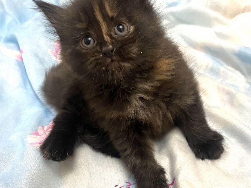 Котята отдам в добрые руки бесплатно