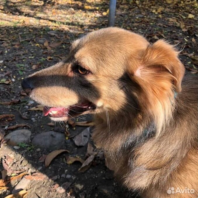 Собкка в дрбрые руки