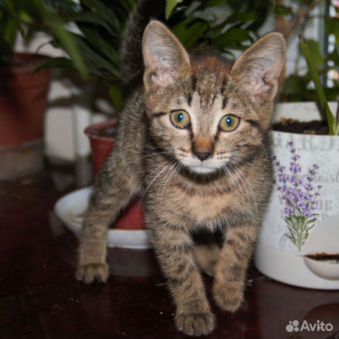 Кошечка тигренок