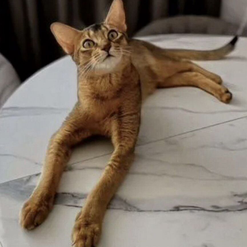 Абиссинская кошка, взрослая