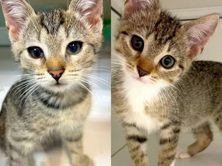 Котята в добрые руки камышовый окрас