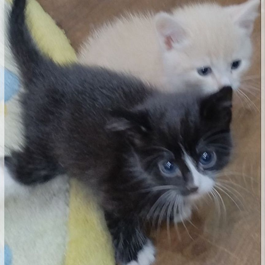 Котёнок от частного владельца