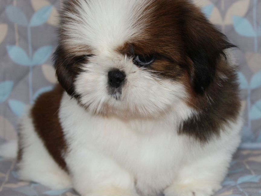 Щенки ши-тцу мальчики