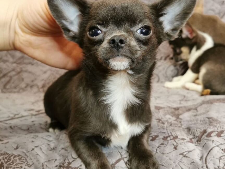 Чихуахуа голубй красавчик