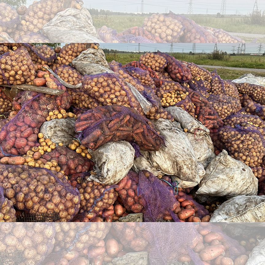 Картошка на корм скоту