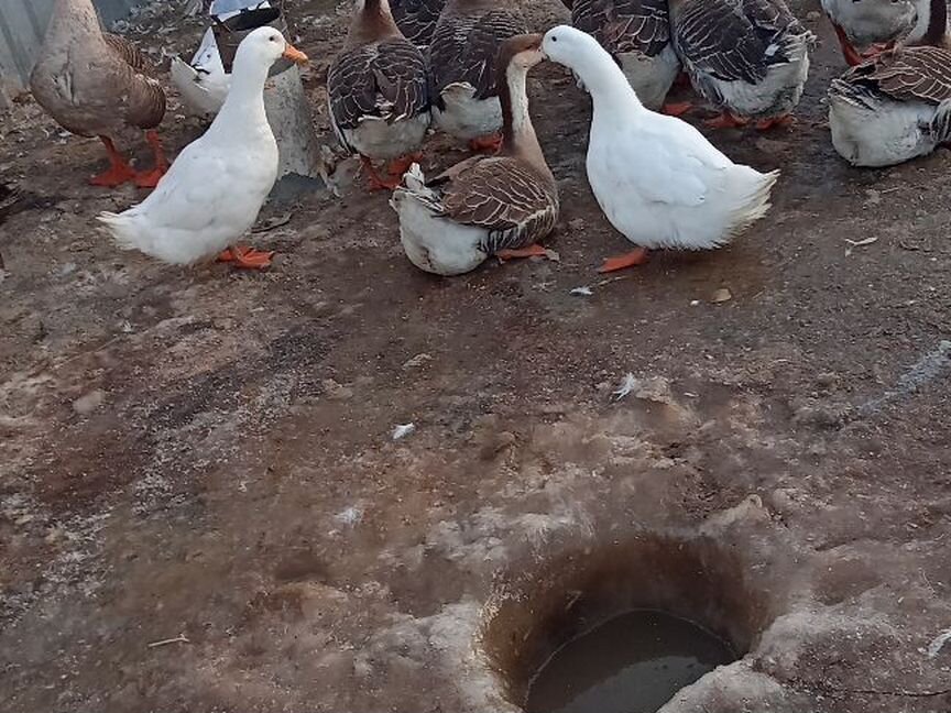 Продам гусей