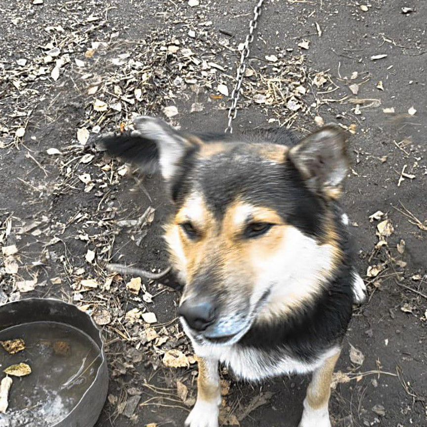 Отдам собачку собаку бесплатно