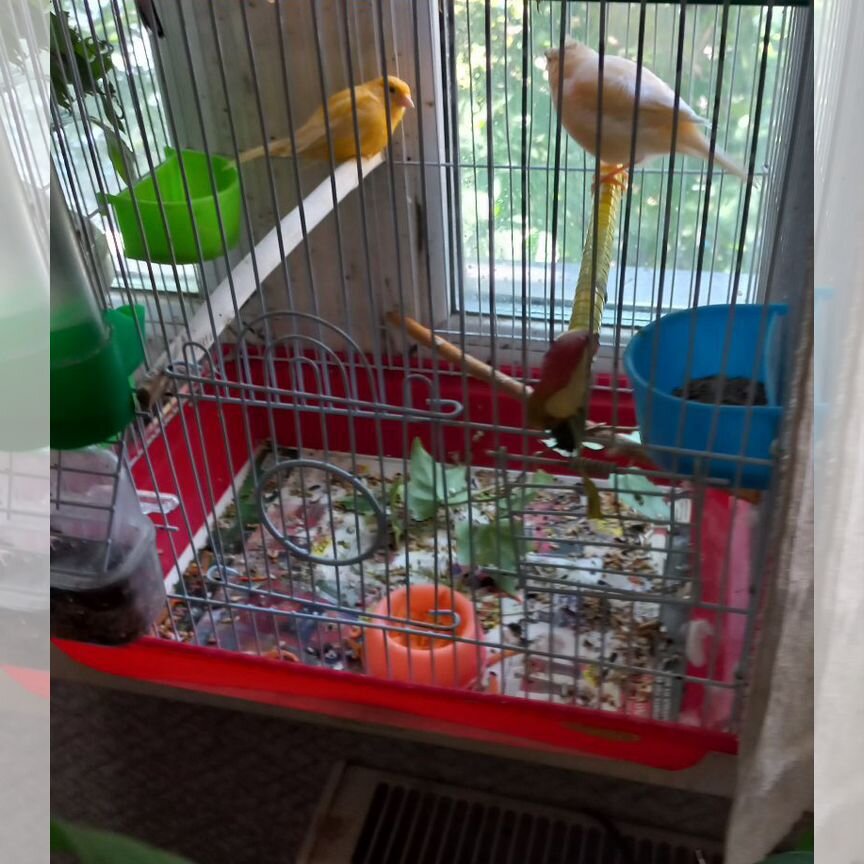 Кенар