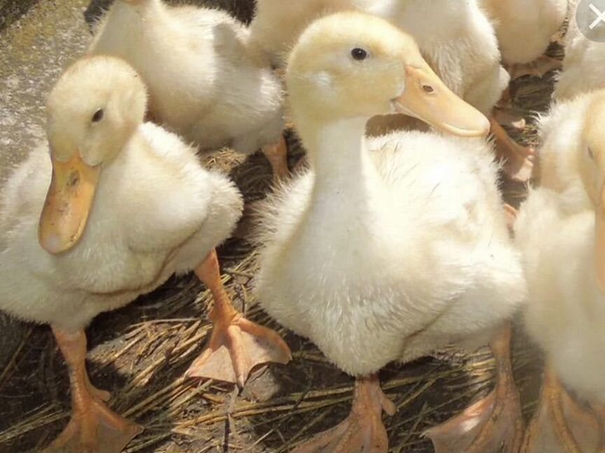 Утки бройлерные ST-5