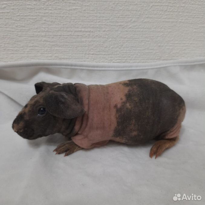 Морская свинка скинни