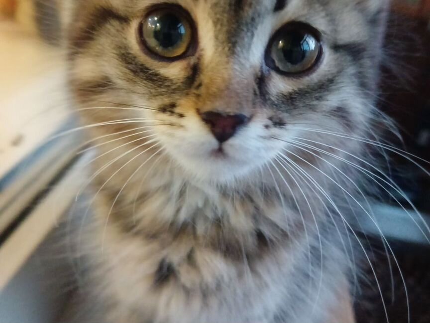 Котенок