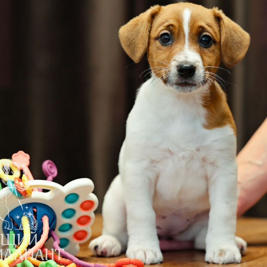 Джек-рассел-терьер, щенок