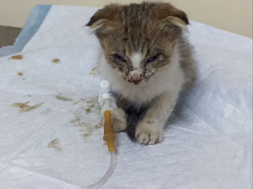 Шотландская вислоухая