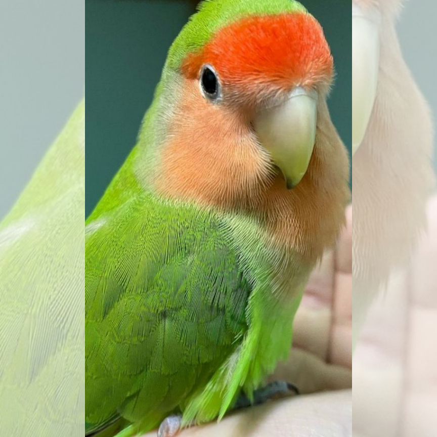 Попугай неразлучники с клеткой