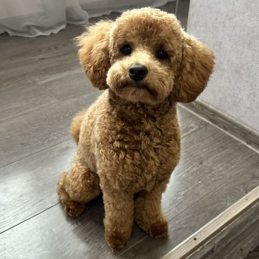 Той-пудель, вязка