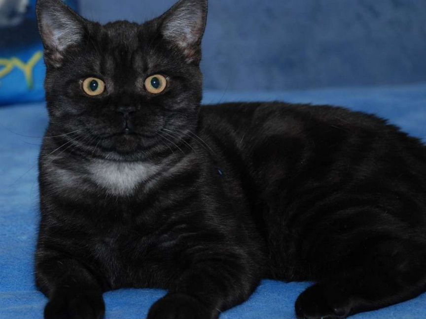 Британский кот