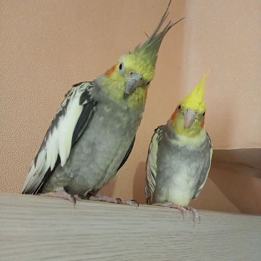 Попугай корелла