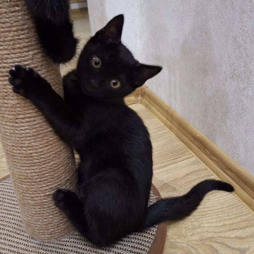 Котенок