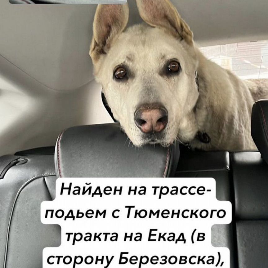 Собака в добрые руки