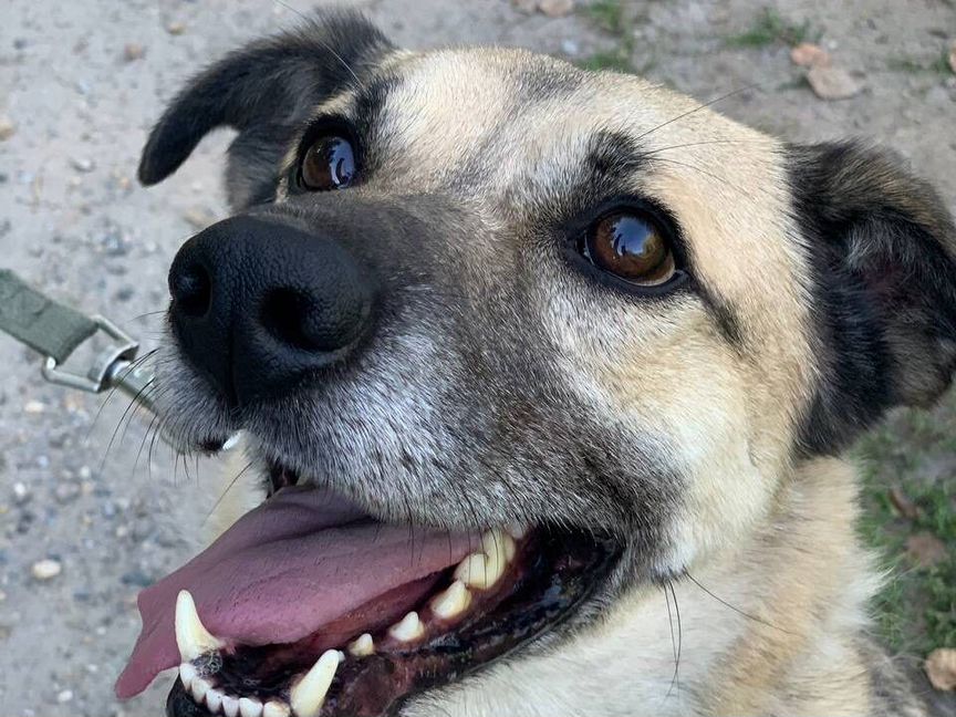 Два классных пса-парня