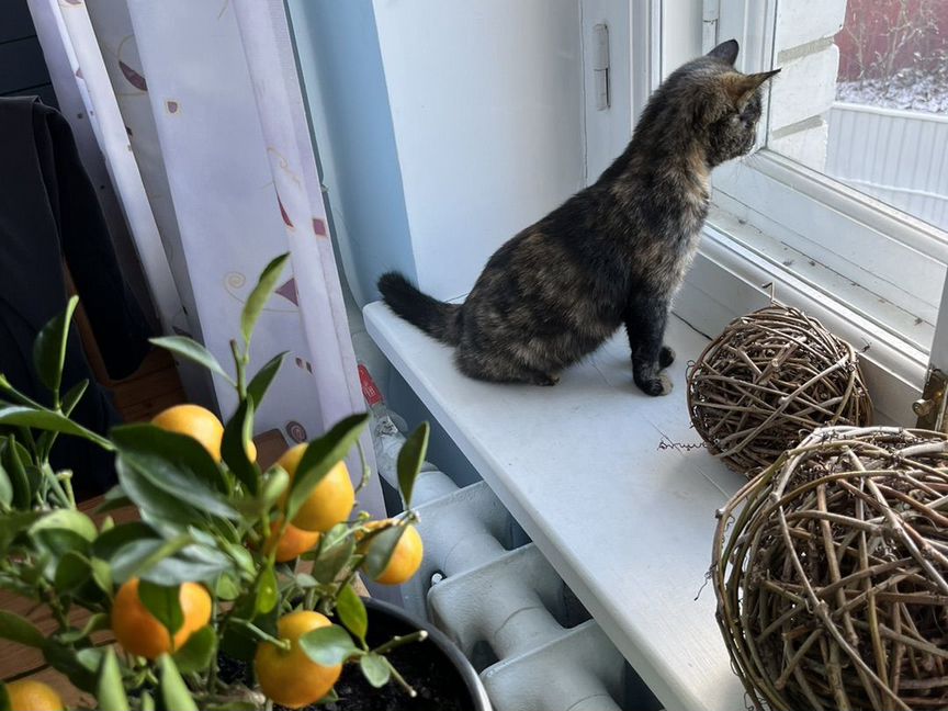 Котенок ждет своего хозяина