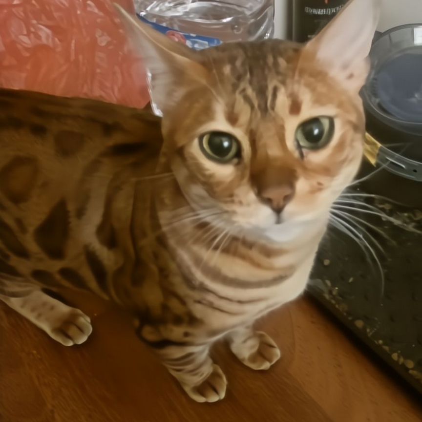 Бенгальская кошка, взрослая