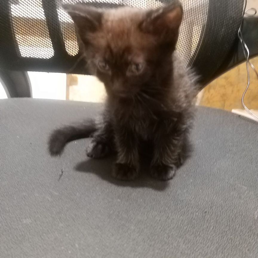 Котята отдам в добрые руки бесплатно