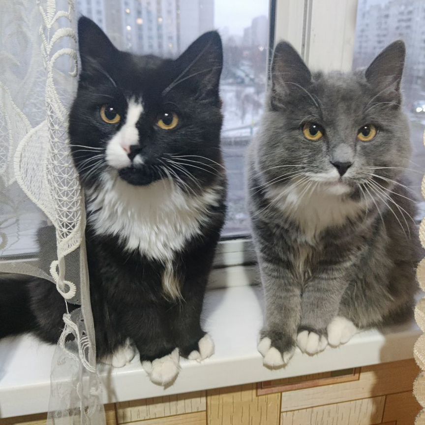 Котята в добрые руки мальчики 5 месяцев