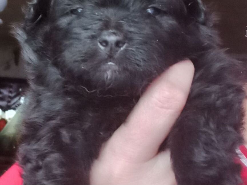 Щенок пуделя мальчик