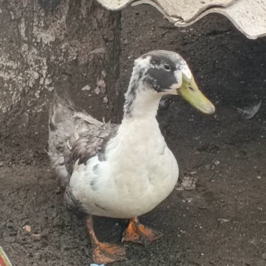 Домашняя птица