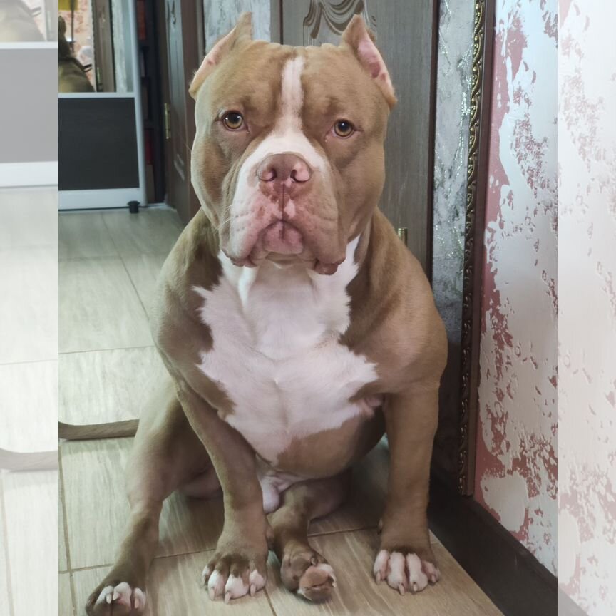 Американский булли, взрослый пёс