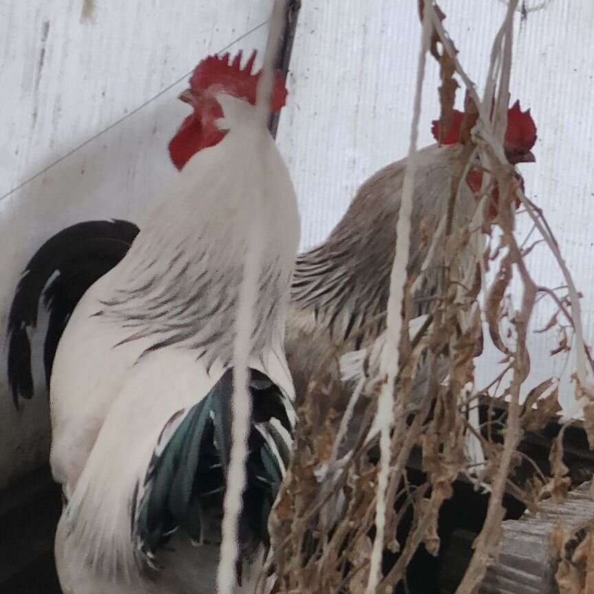 Петух Астролорп и Адлерская серебро